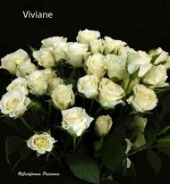 Nemo – Pajarosa Floral